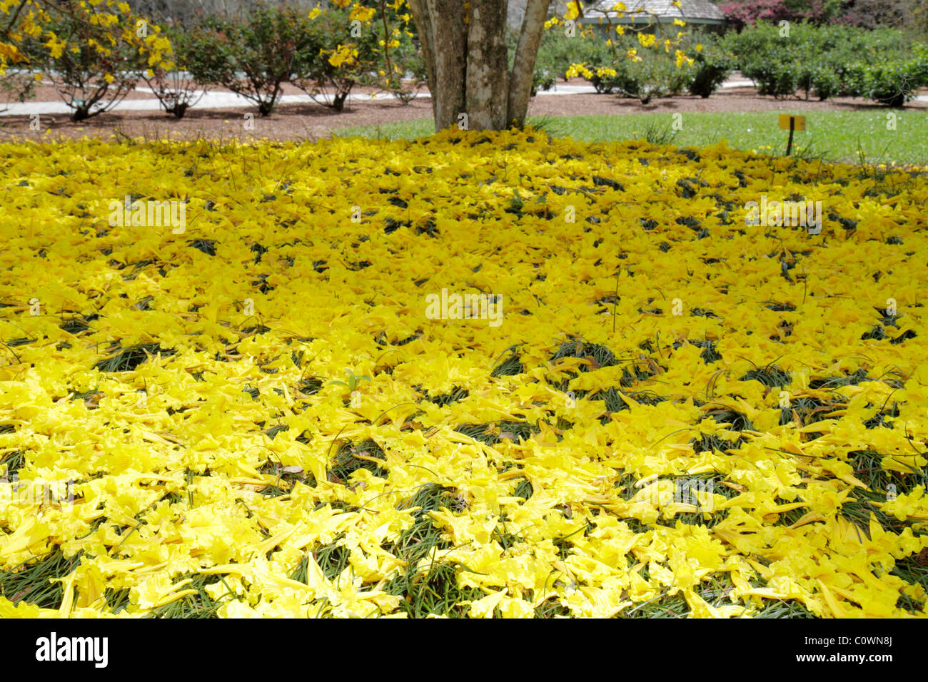 Orlando Florida,Harry P. Leu Gardens,fallen flower flowers,trumpet tree ...
