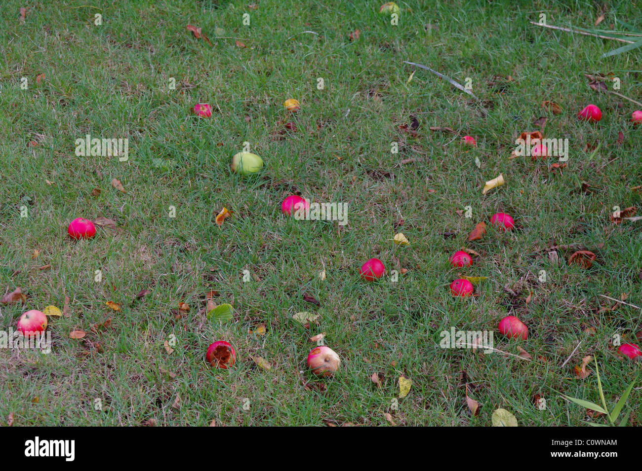 Apples fallen from the tree hi-res stock photography and images - Alamy