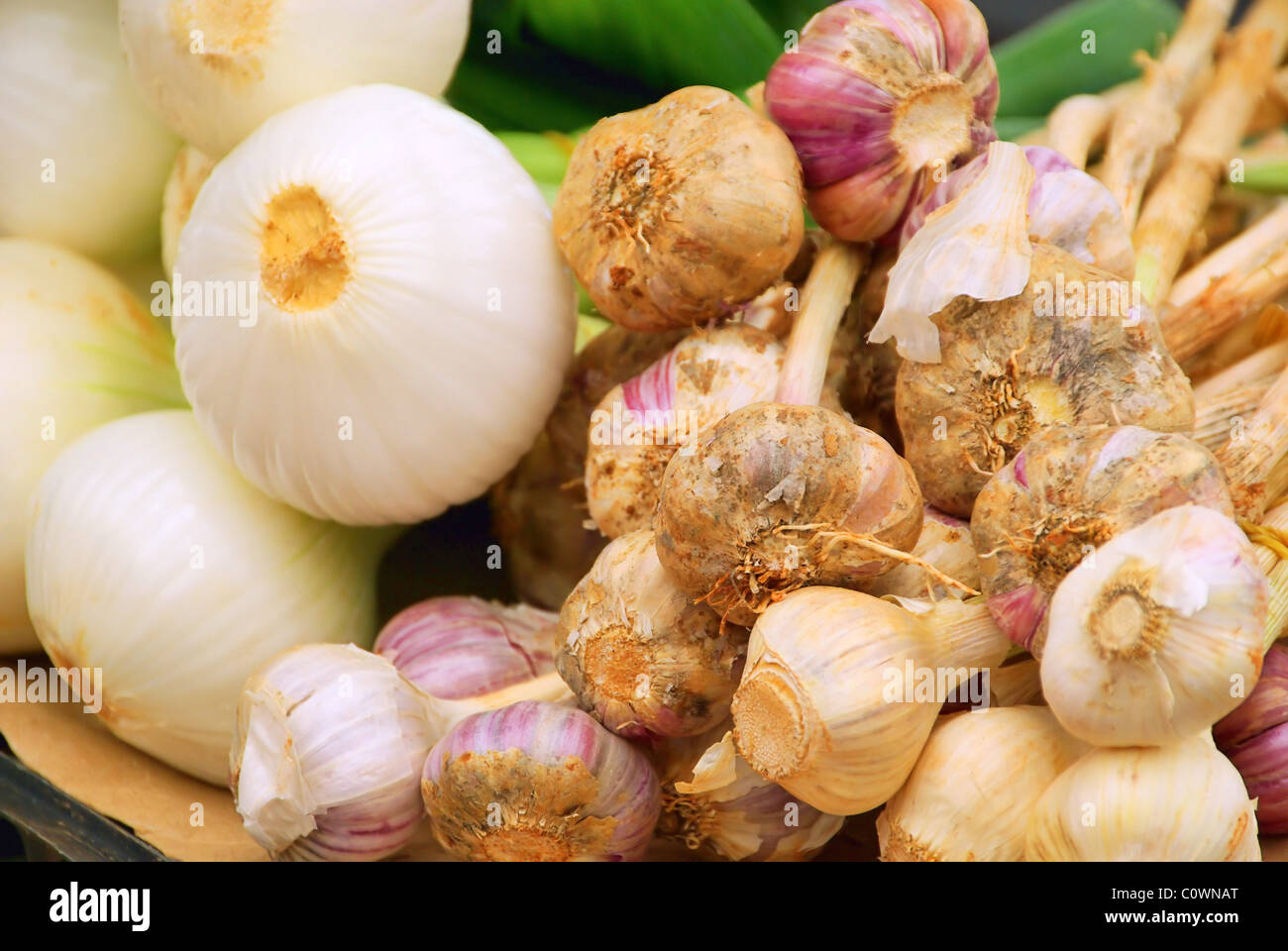 Knoblauch - garlic 04 Stock Photo - Alamy