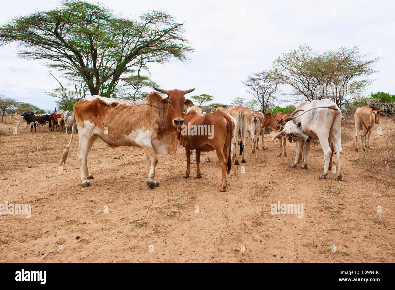 Ethiopian cows hi-res stock photography and images - Alamy