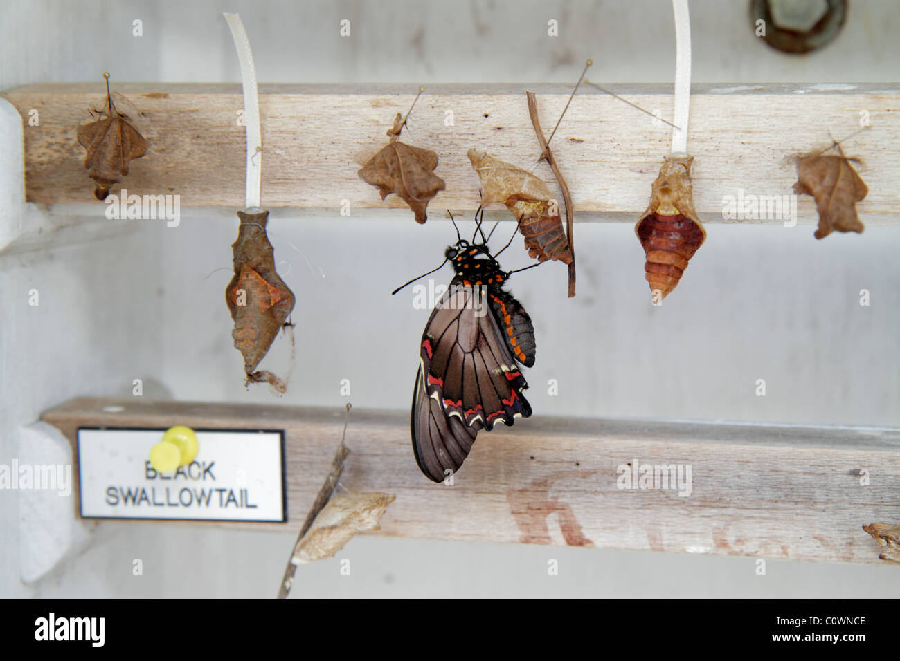 Chrysalis making hi-res stock photography and images - Alamy