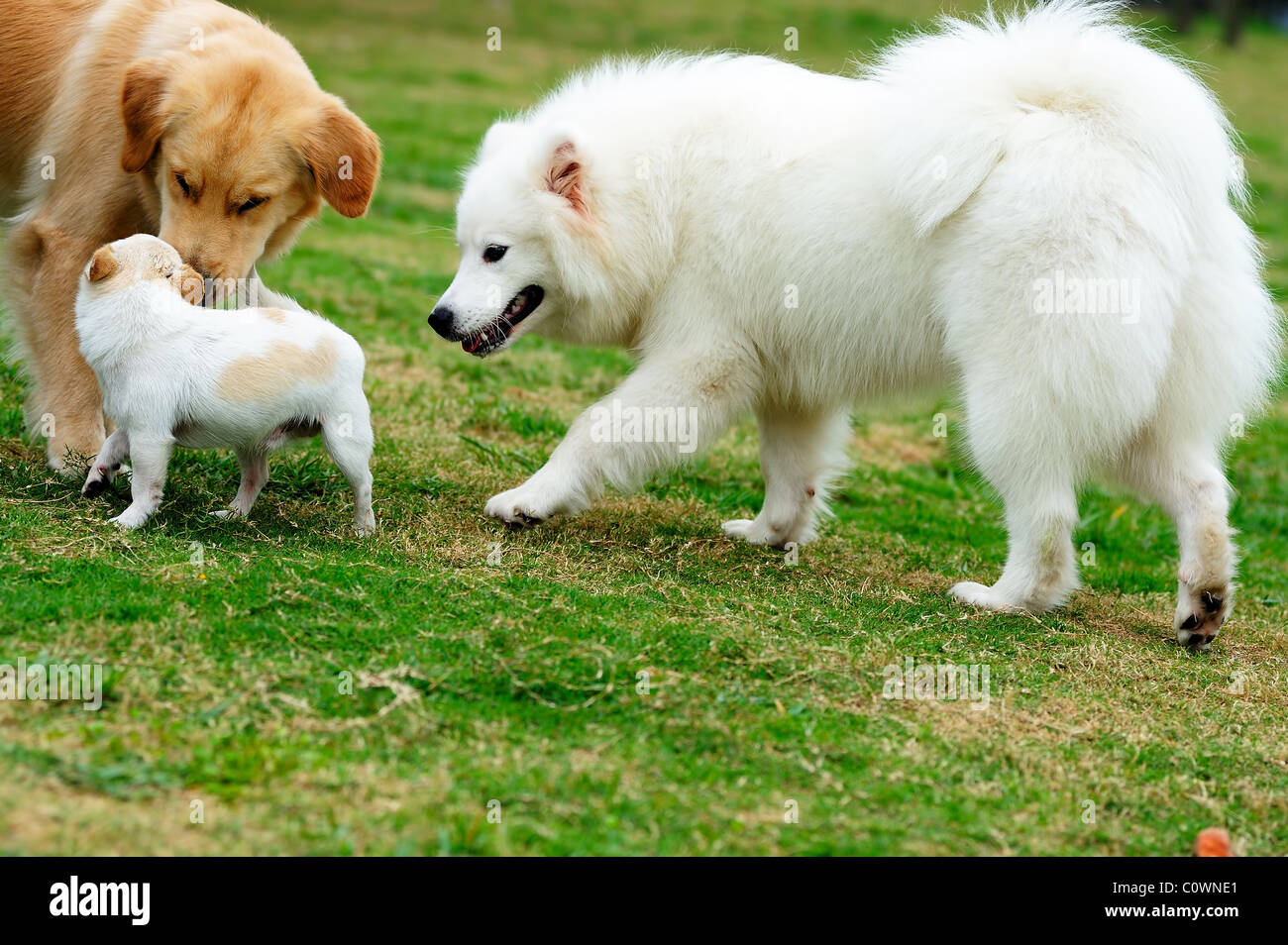 Three dogs playing together on the lawn Stock Photo - Alamy
