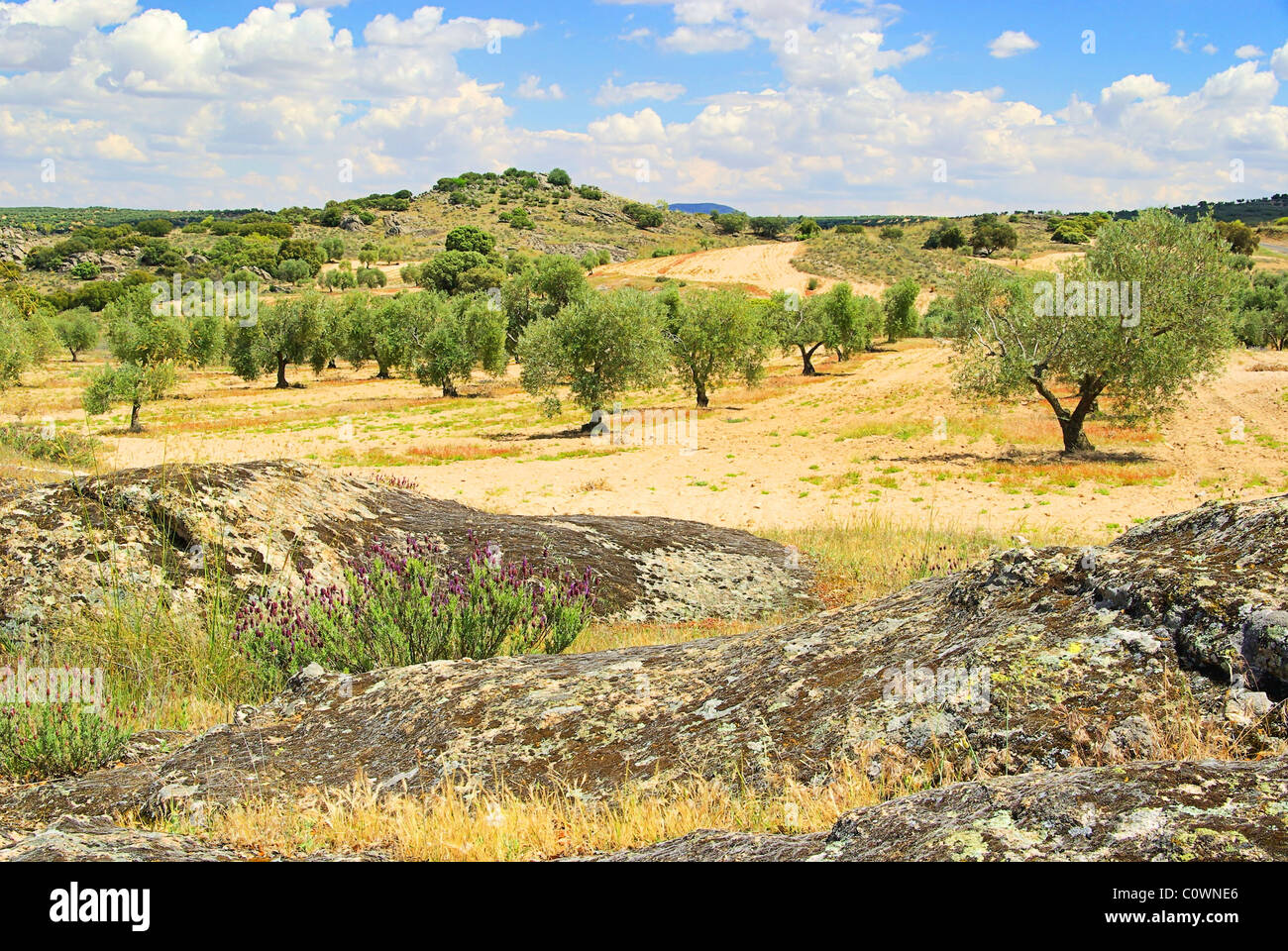 Olive grove trees tree hi-res stock photography and images - Alamy