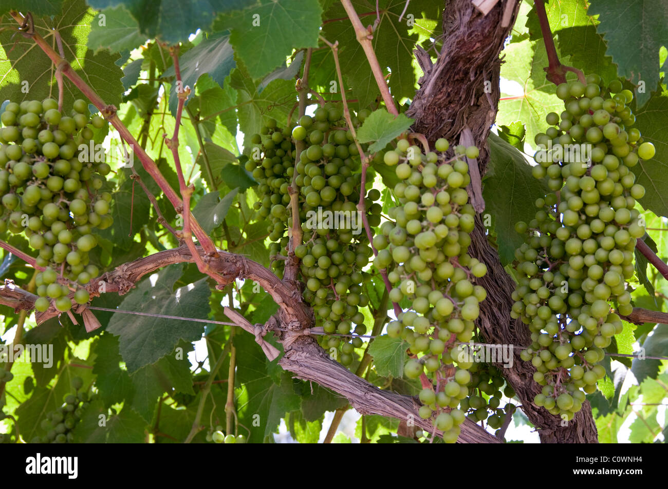 Peru. Ica department. grapes on a vine. Quebranta grape variety Stock ...