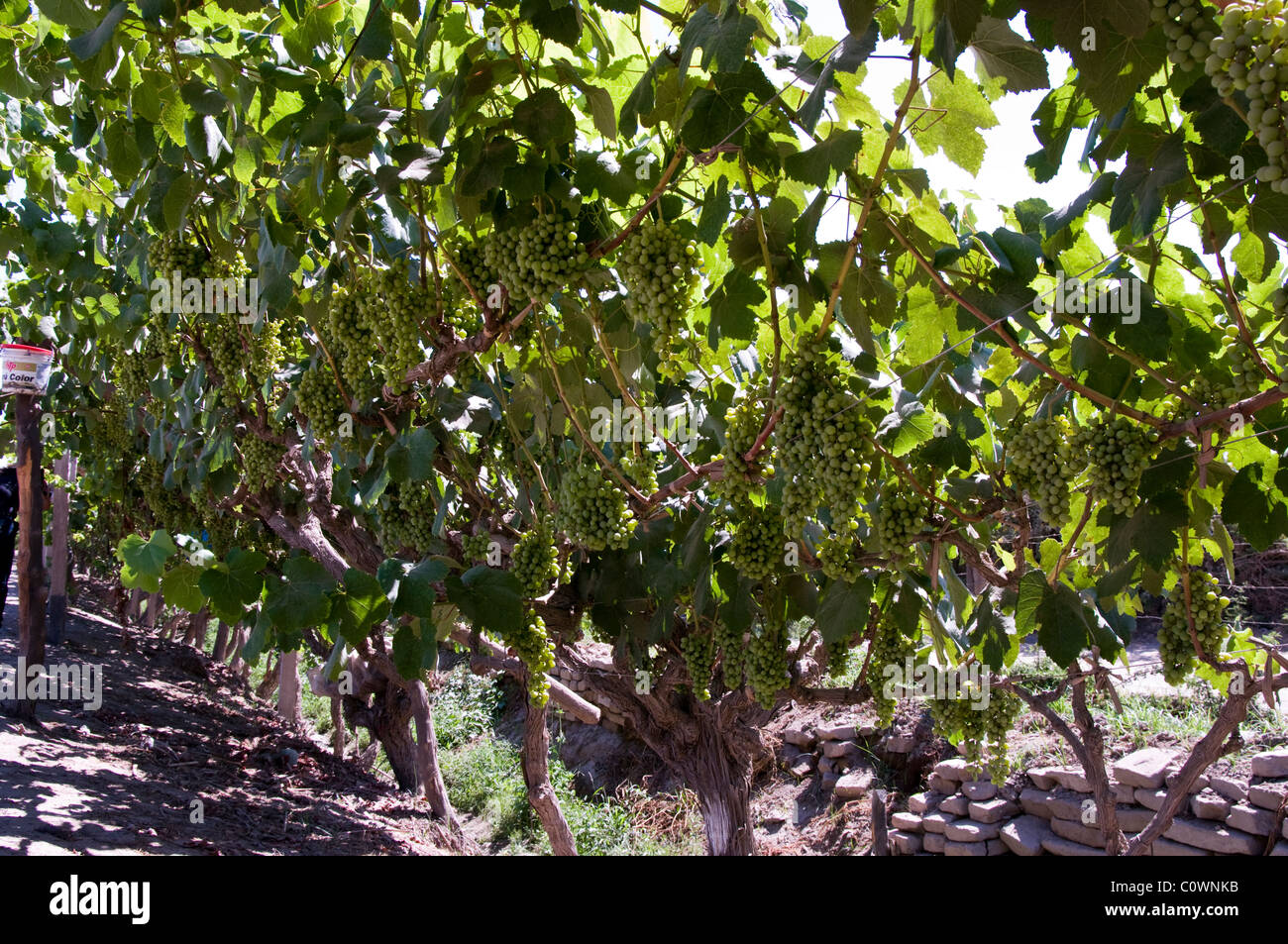 Peru. Ica department. grapes on a vine. Quebranta grape variety Stock ...