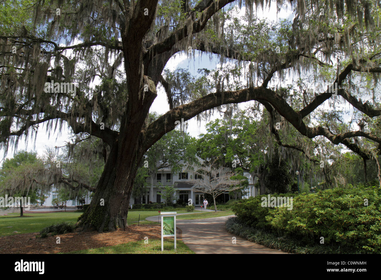 Orlando Florida,Harry P. Leu Gardens,live oak tree trees,Spanish moss ...