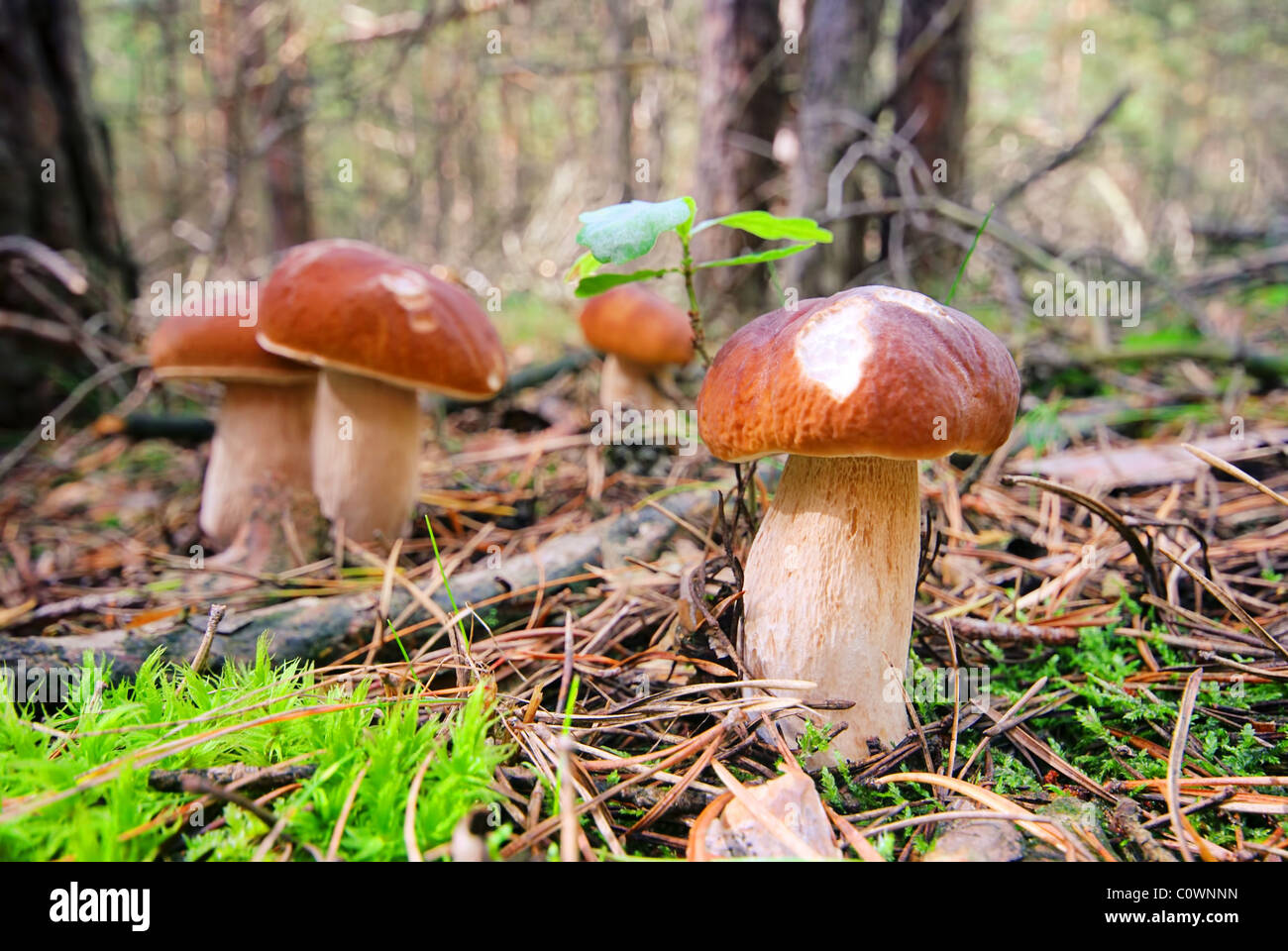 Wild cep hi-res stock photography and images - Alamy