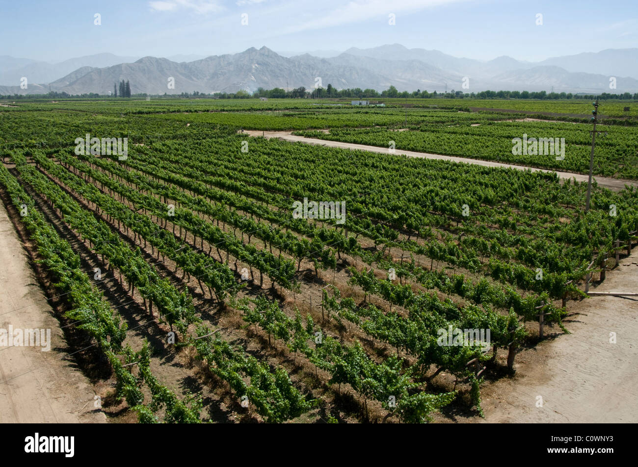 Peru. Ica department. Tacama vineyards Stock Photo - Alamy
