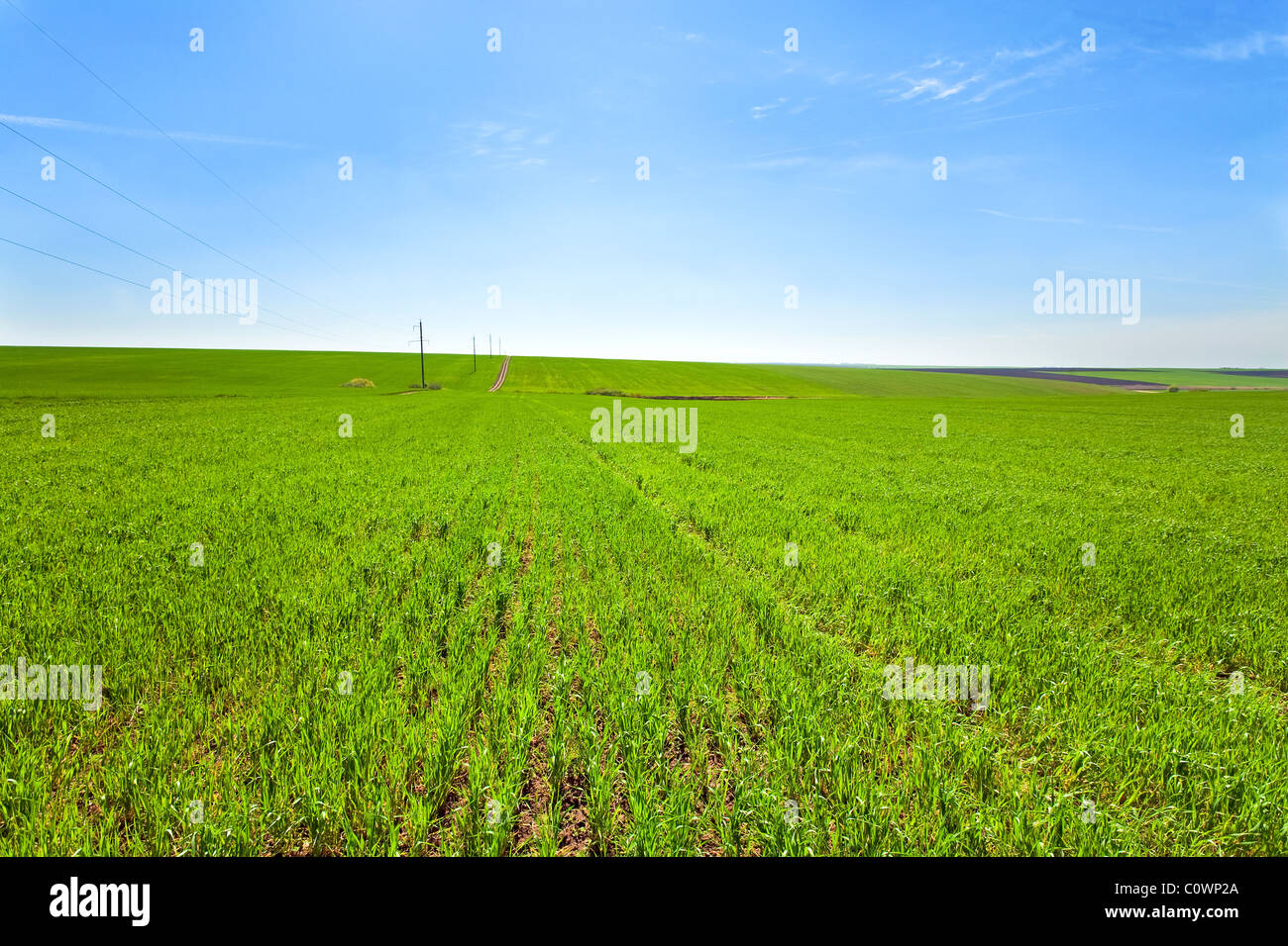 Beautiful spring wheat field (country landscape Stock Photo - Alamy