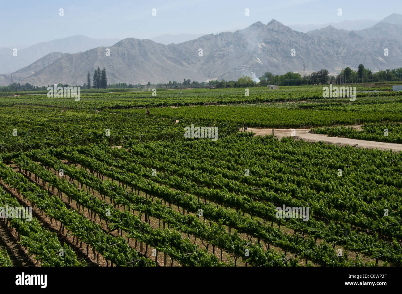 Peru. Ica department. Tacama vineyards Stock Photo - Alamy