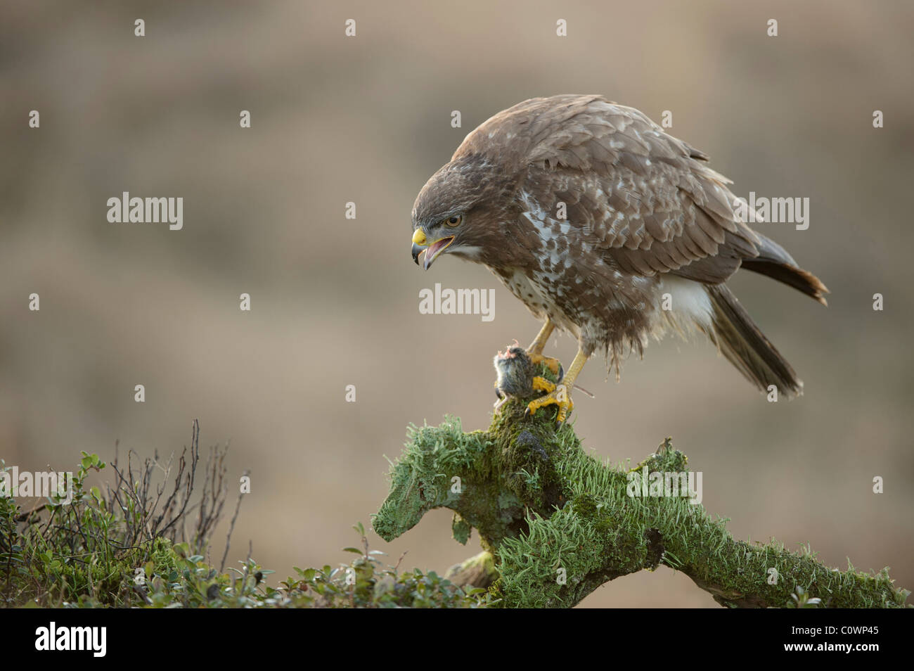 Europe common buzzard hi-res stock photography and images - Alamy