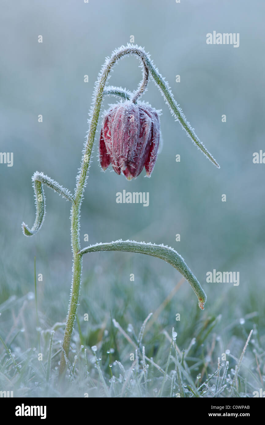 English snakes hi-res stock photography and images - Alamy