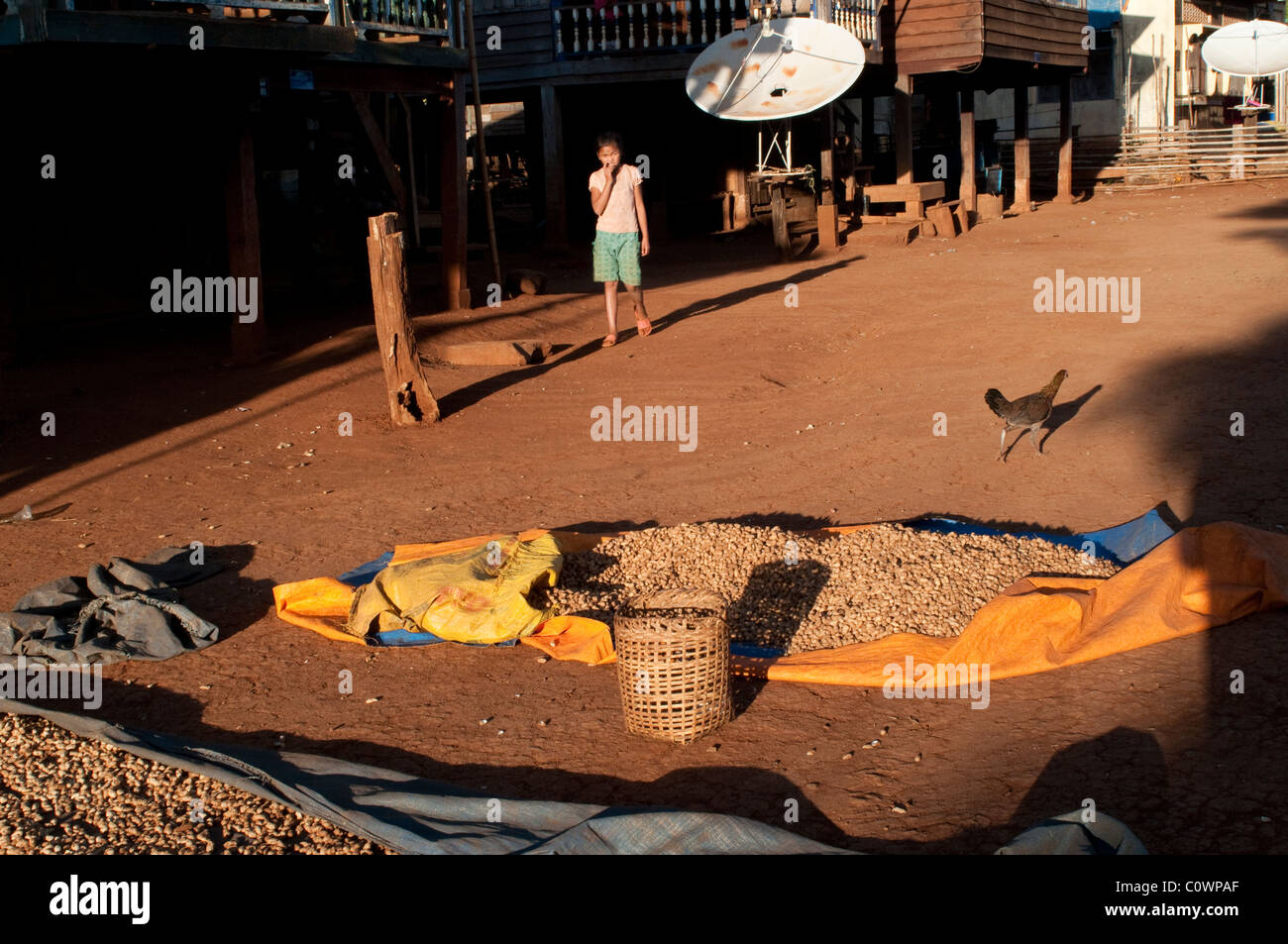 Peanuts being dried, Hill tribe village, Bolaven Plateau, near Pakxe ...