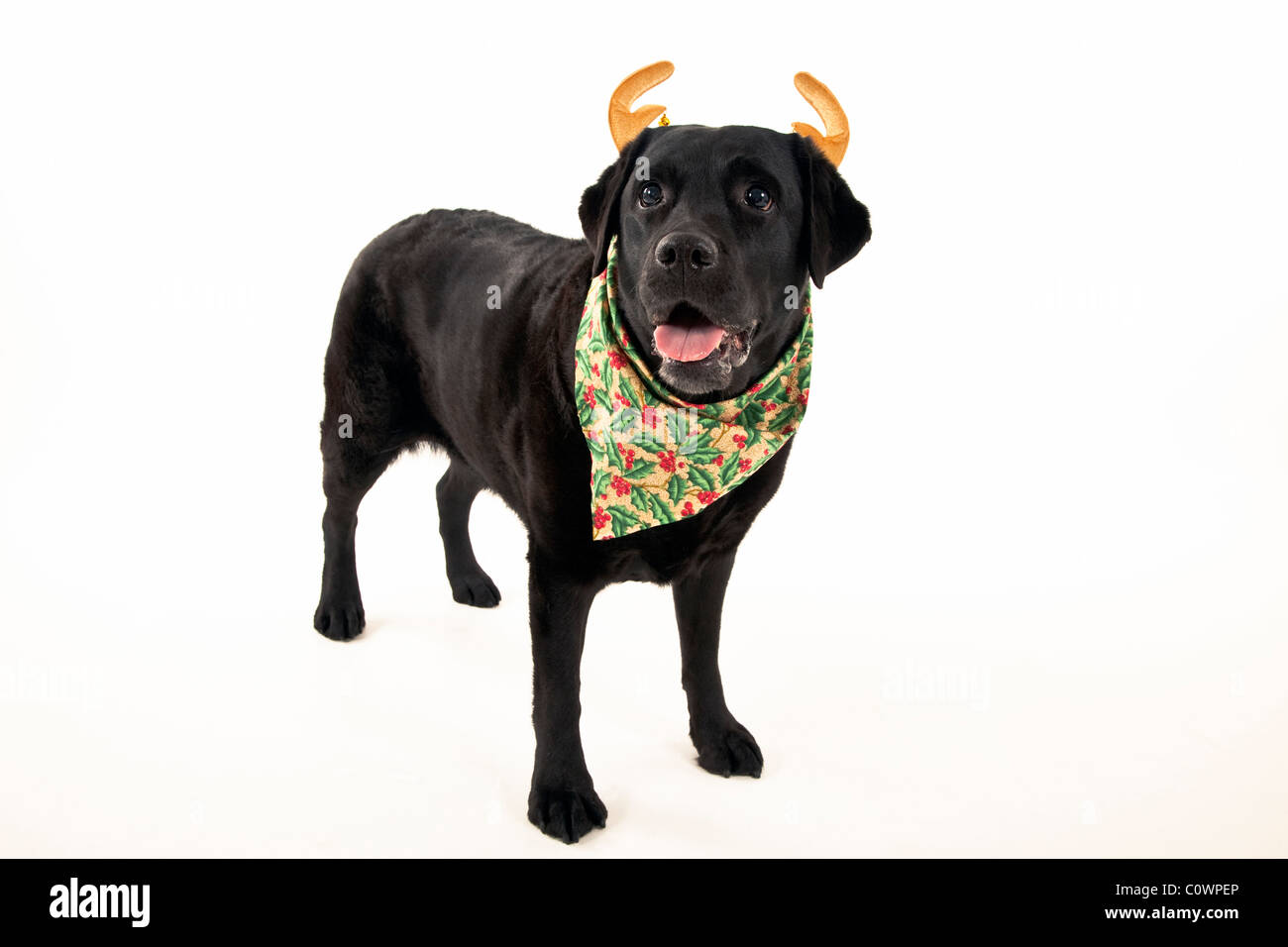 Black labrador standing up hi-res stock photography and images - Alamy