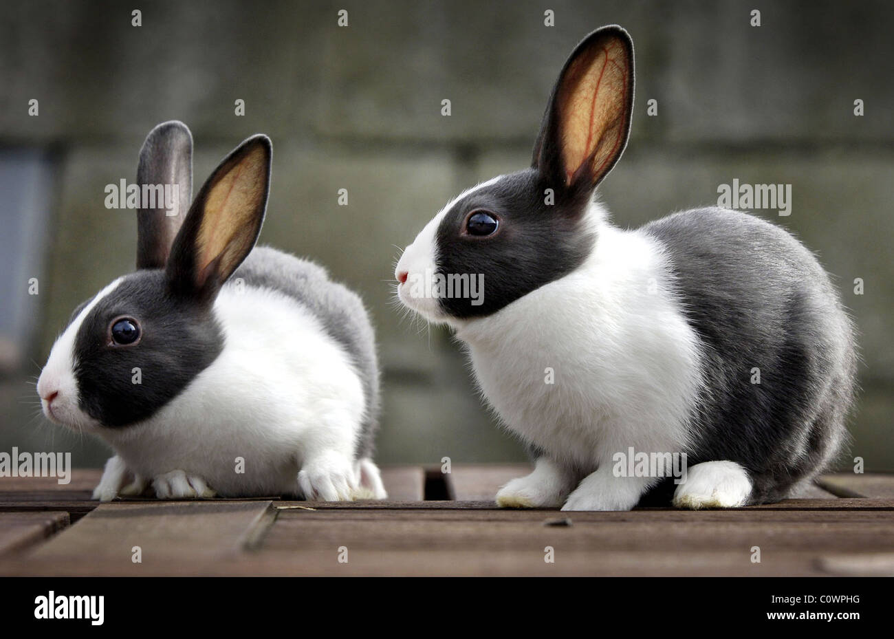 pair of black and white rabbits Stock Photo - Alamy