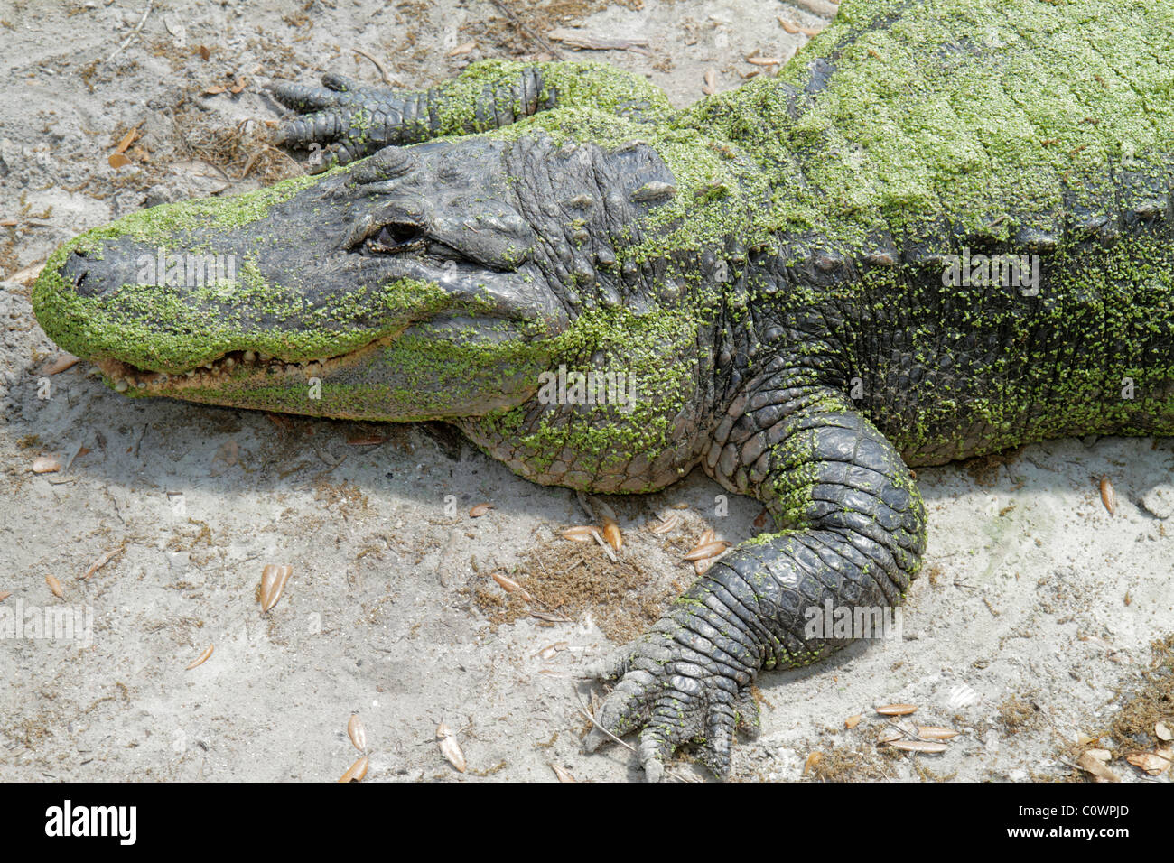 Orlando Florida,Christmas,Jungle Adventure Nature Park & and Zoo ...