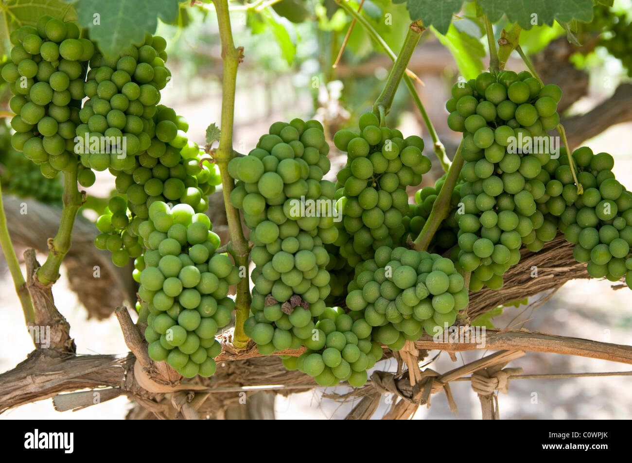 Peru. Ica department. grapes on a vine. Quebranta grape variety Stock ...