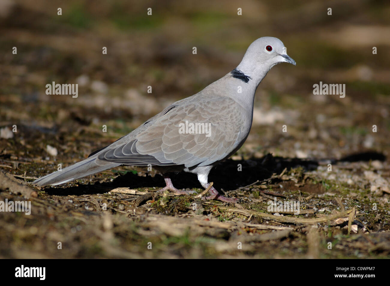 Ground dove cooing hi-res stock photography and images - Alamy