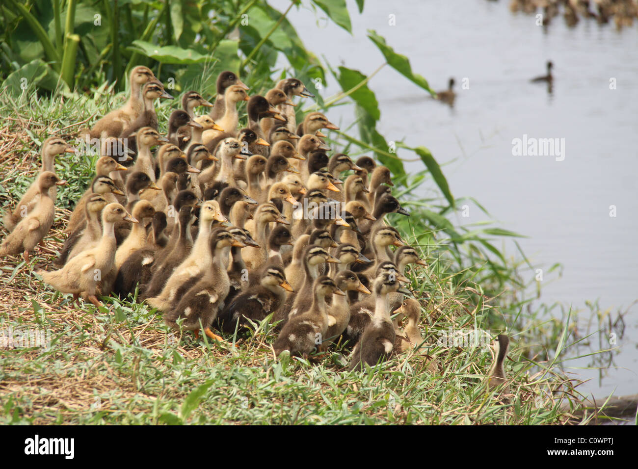 Young ducklings on river bed looking at the other group of ducks ...