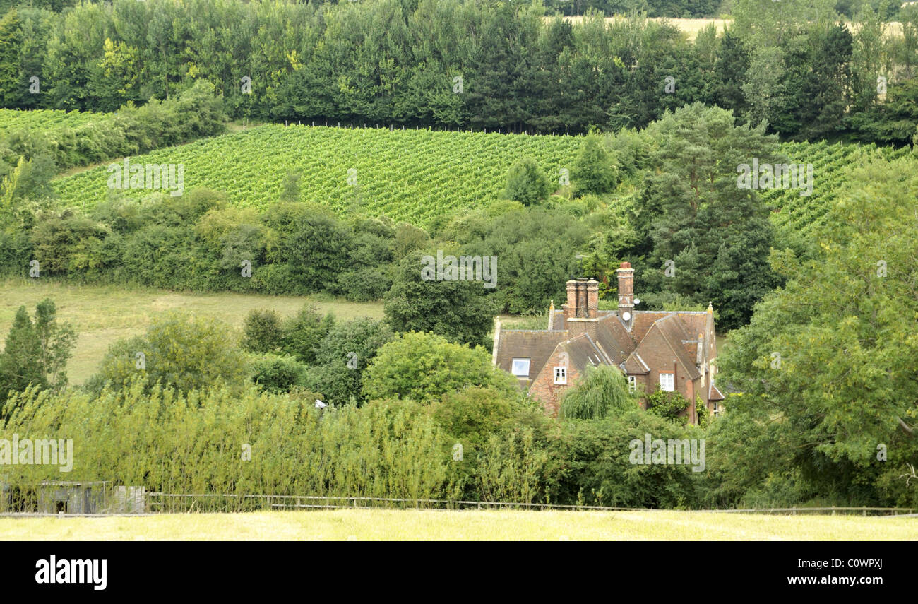 Frithsden vineyard hi-res stock photography and images - Alamy