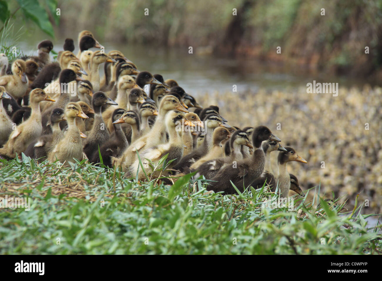 Ducklings walking hi-res stock photography and images - Alamy