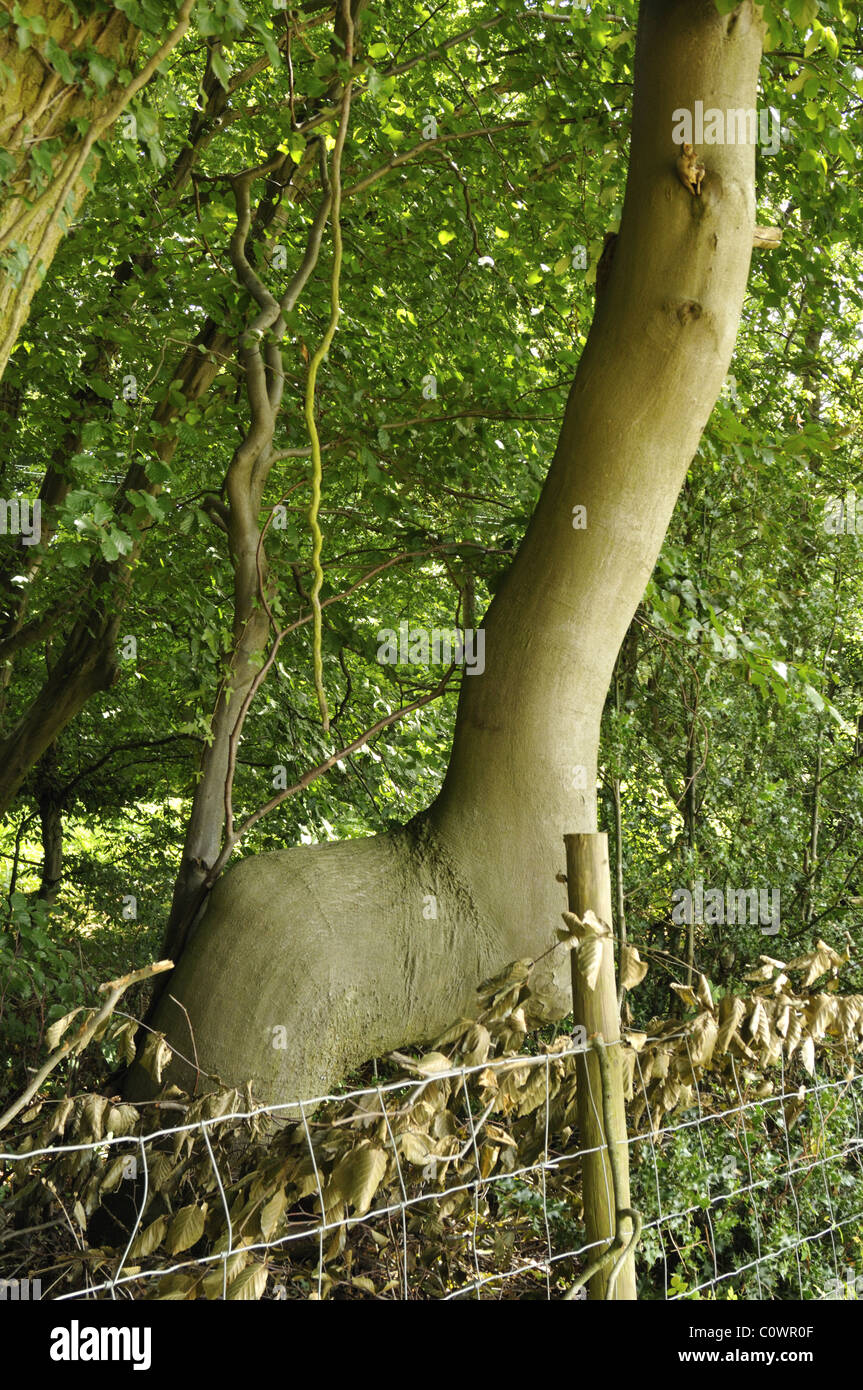 Bent tree trunk hi-res stock photography and images - Alamy