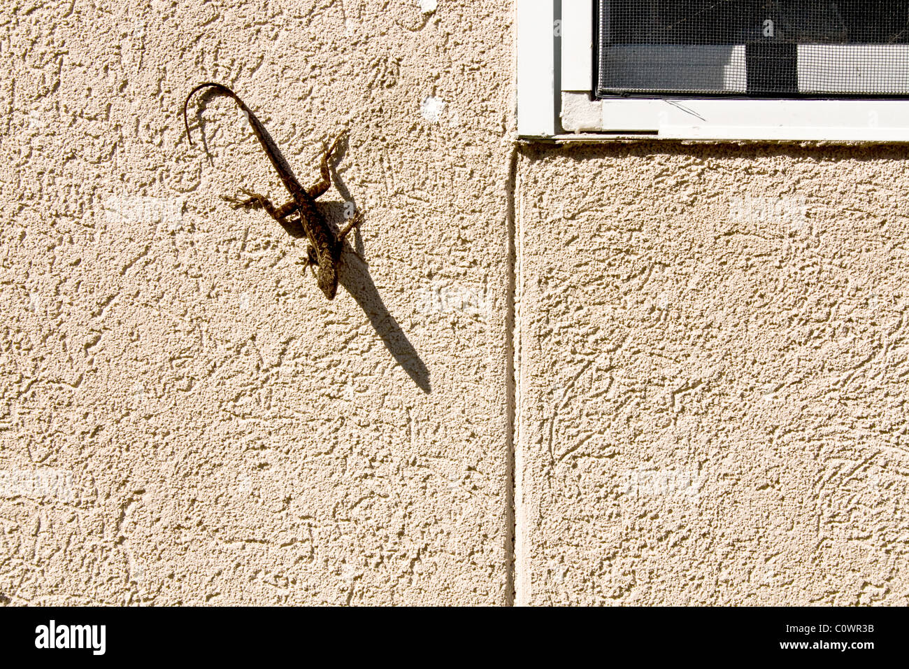 Scared lizard hi-res stock photography and images - Alamy