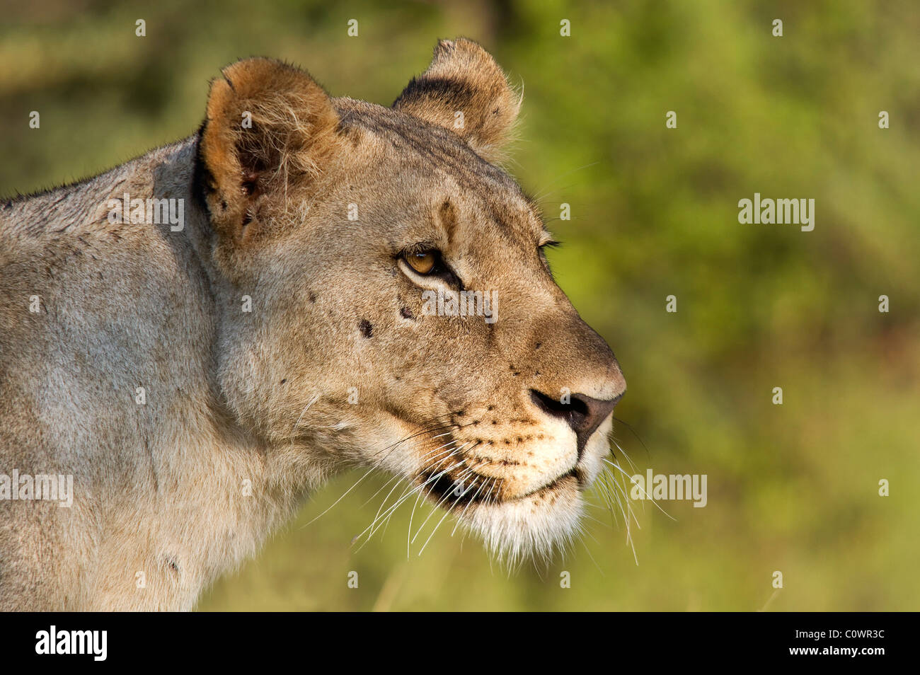 Profile image of a female lion Stock Photo - Alamy