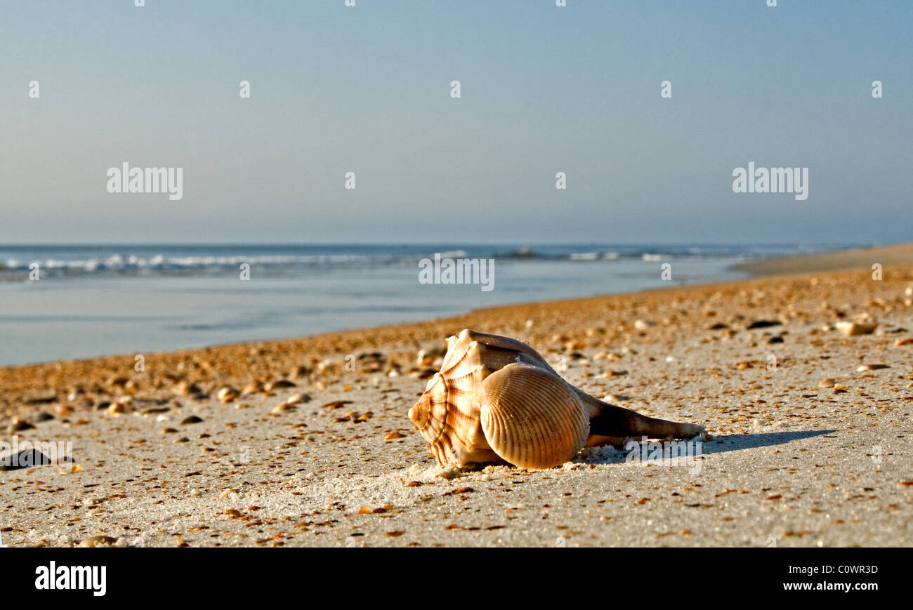 Conch shell beach waves hi-res stock photography and images - Alamy
