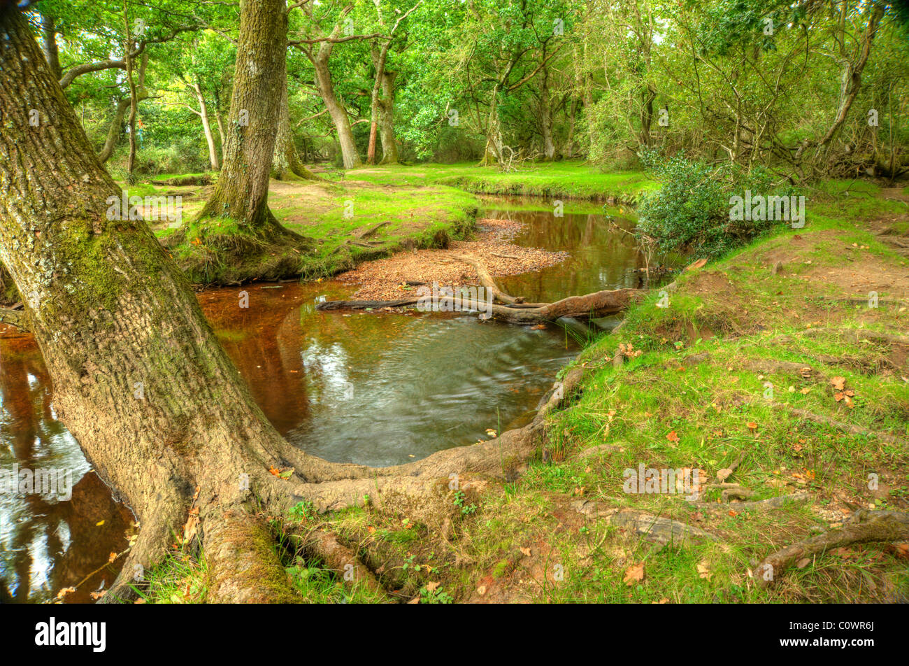 Beautiful Scene Autumnal Woodland Scene At Bolderwood Our Beautiful