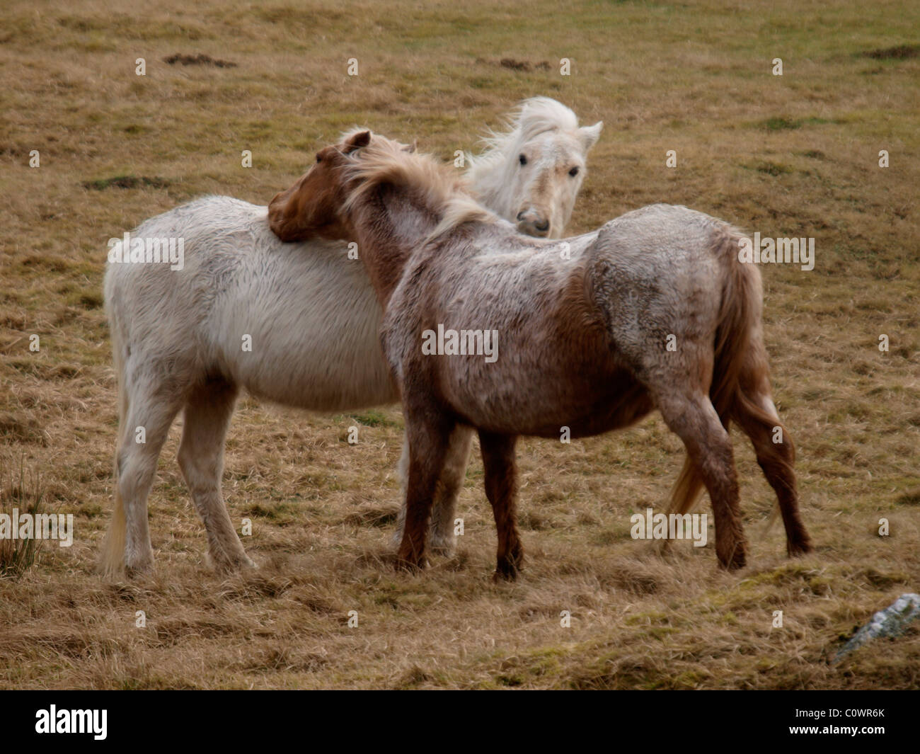 Ponies grooming each other hi-res stock photography and images - Alamy