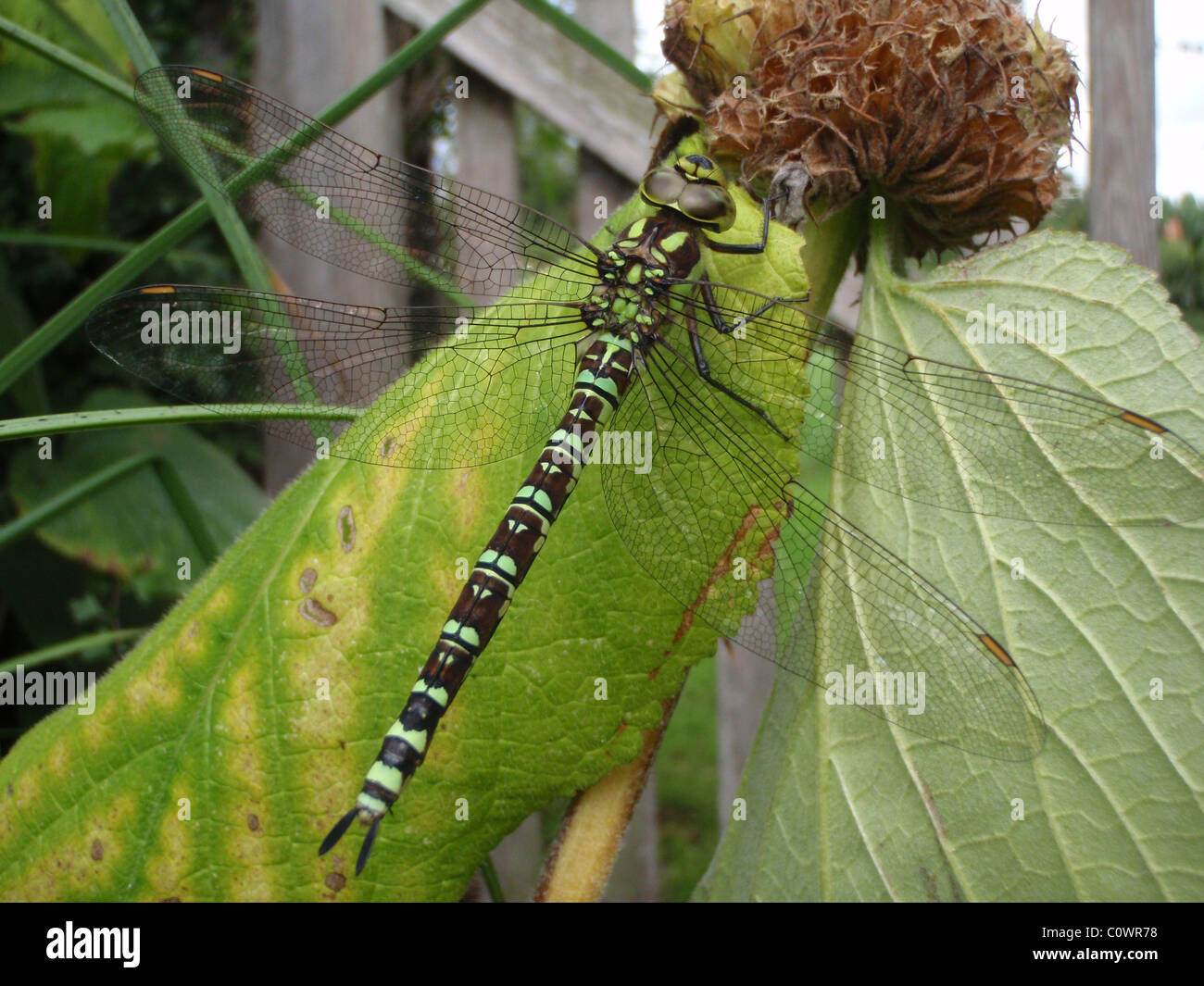 Hawker Dragonfly Aeshnidae Resting Close Up Stock Photo - Alamy