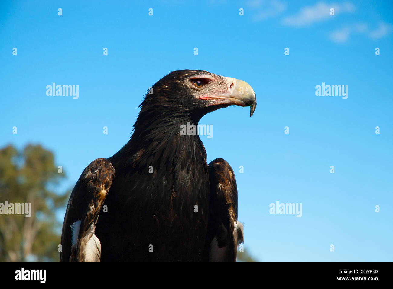 Wedge tail eagle hi-res stock photography and images - Alamy