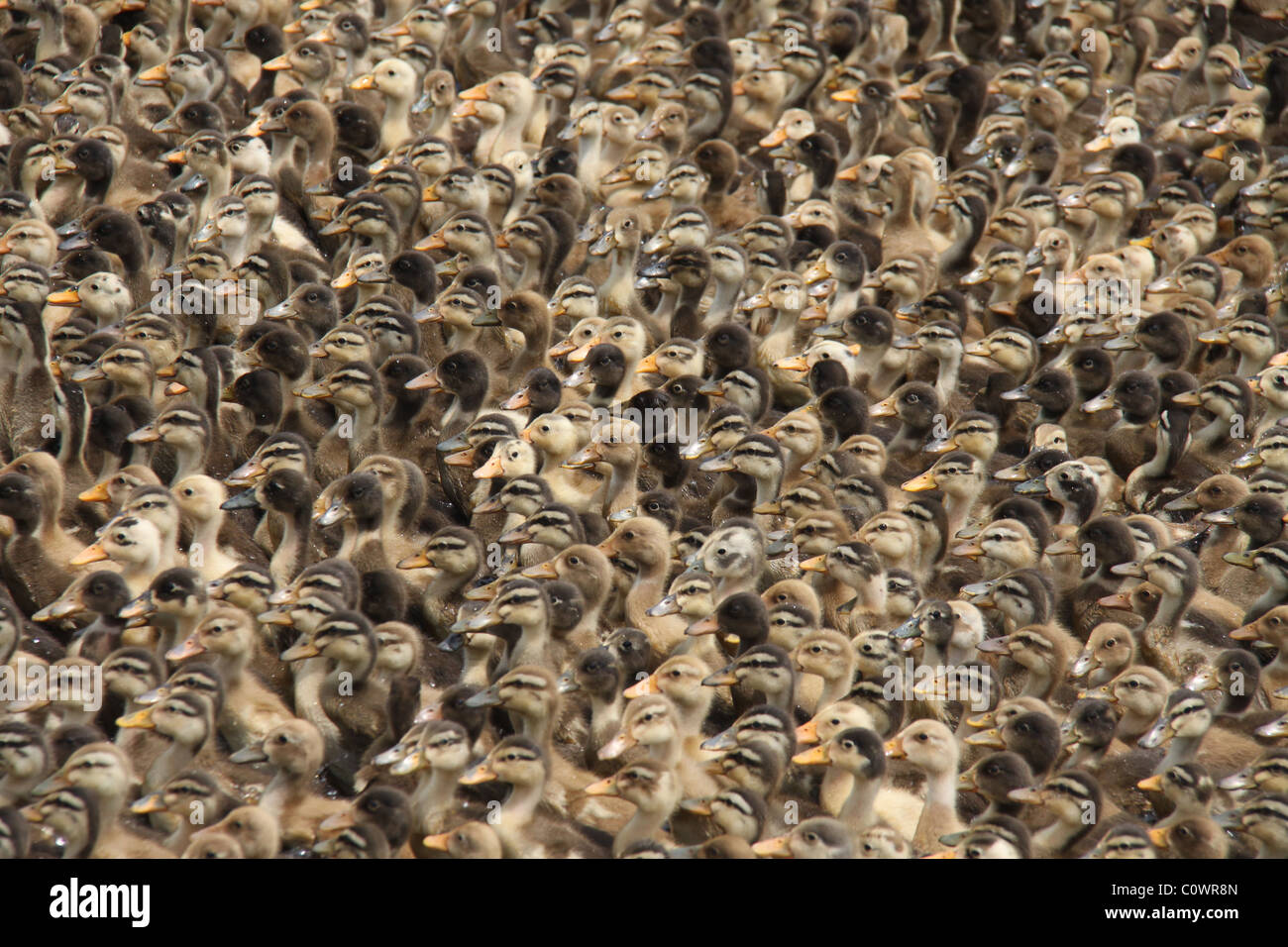 Raft of ducks on the river Stock Photo - Alamy