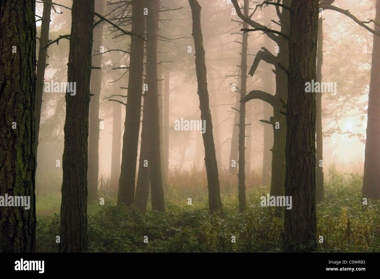 Blacka moor peak district hi-res stock photography and images - Alamy