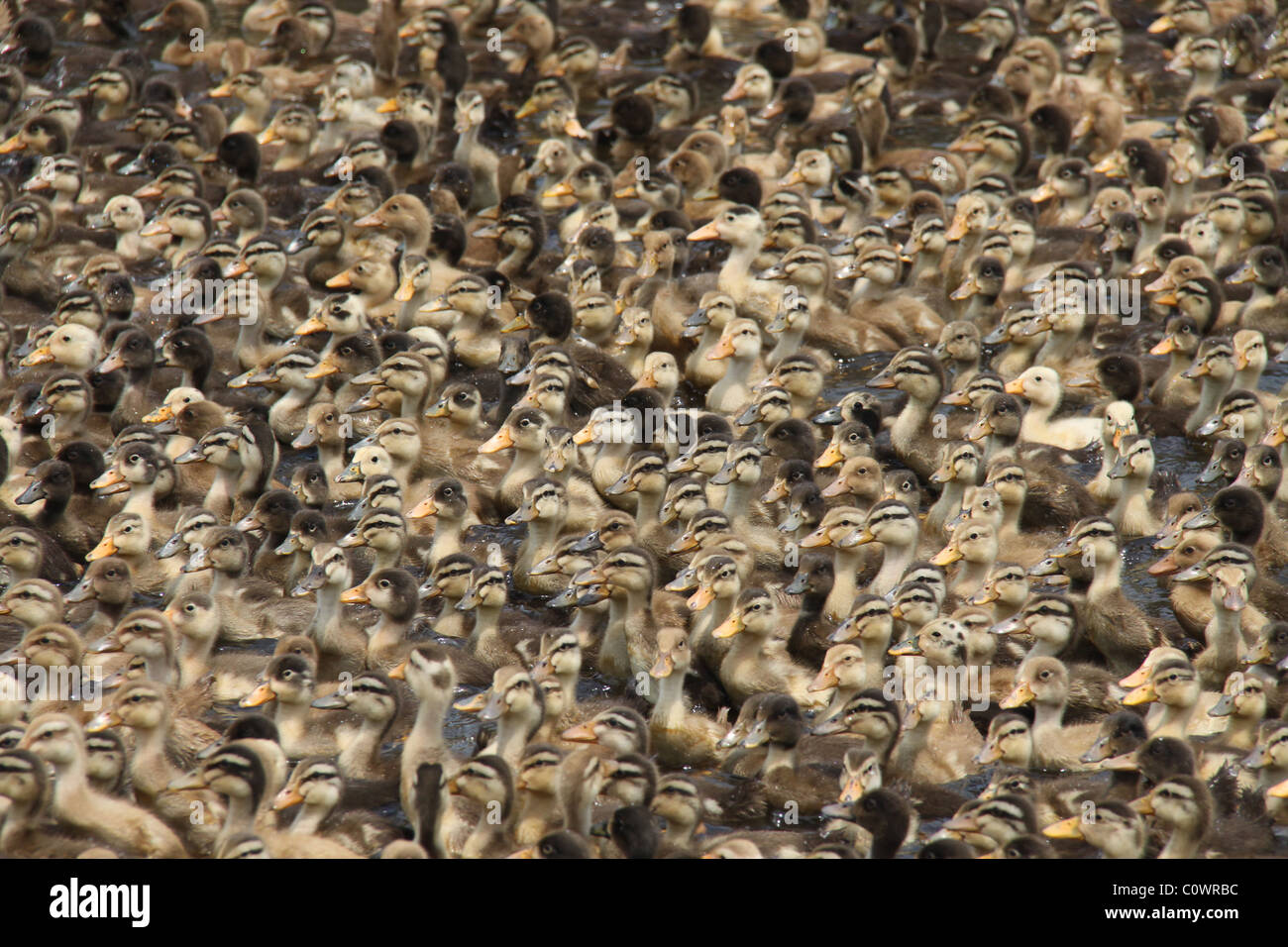 Raft of ducks on the river Stock Photo - Alamy