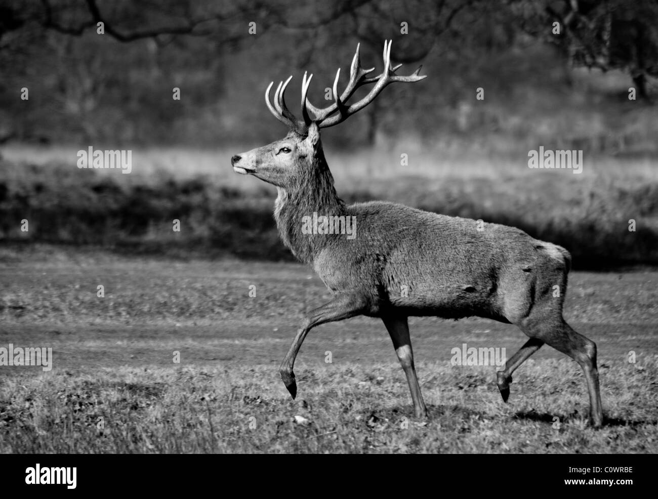 English red stag hi-res stock photography and images - Alamy