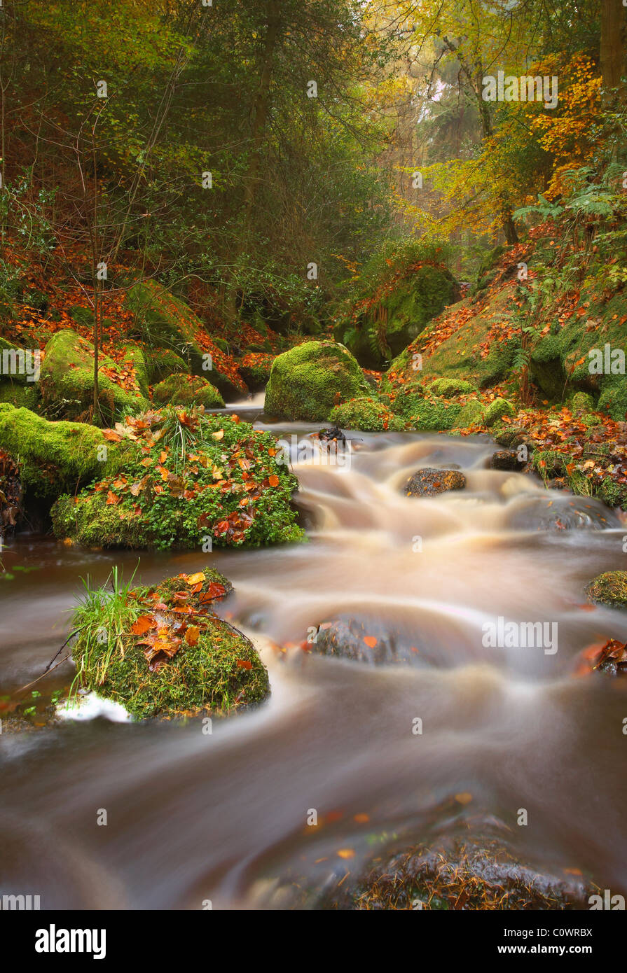 Wyming Brook woods Stock Photo - Alamy