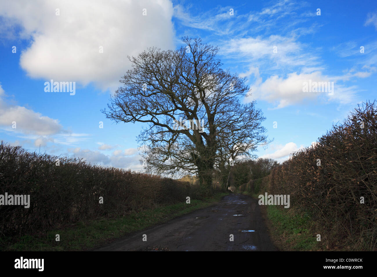 Partial silhouette of an oak tree in an English country lane at ...