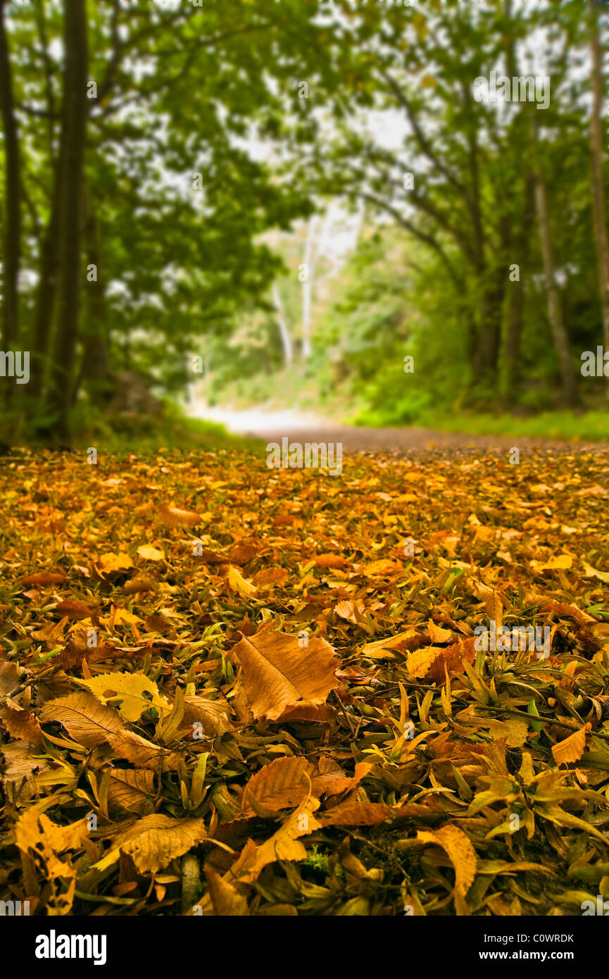 English forest in fall hi-res stock photography and images - Alamy