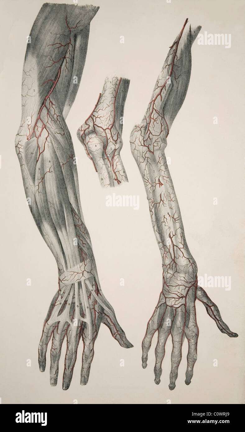 Hand historical anatomy hi-res stock photography and images - Alamy