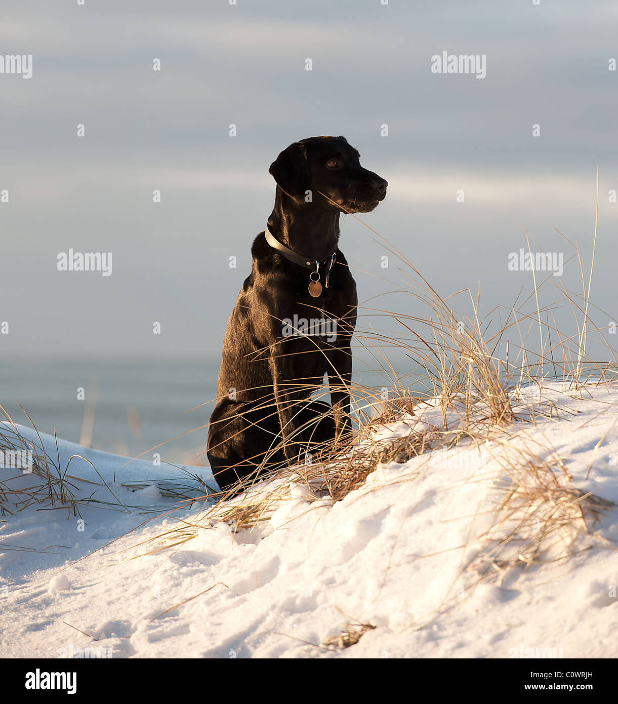 Hunting labrador hi-res stock photography and images - Alamy