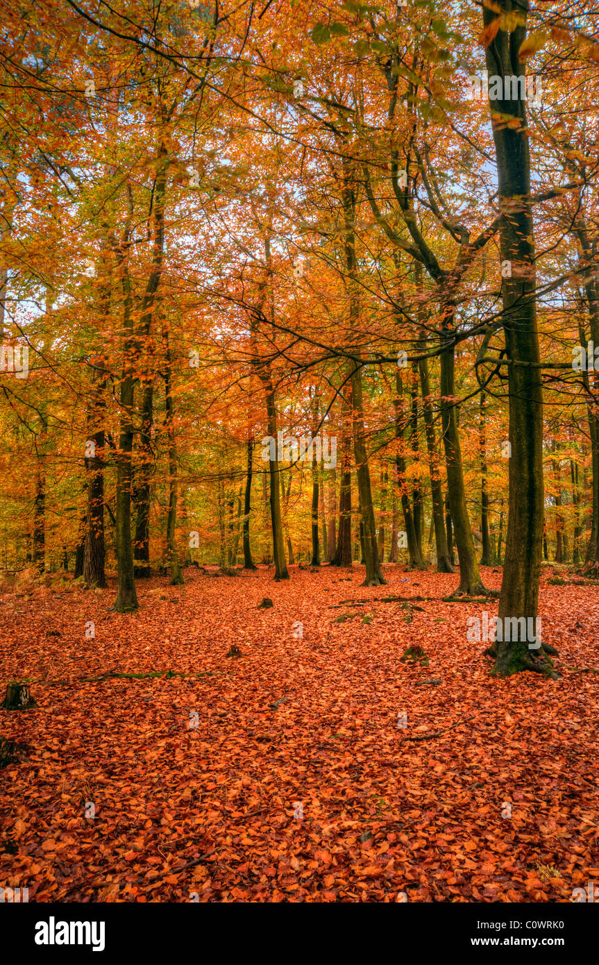 Stunning colorful Autumn Fall forest scene in English countryside ...