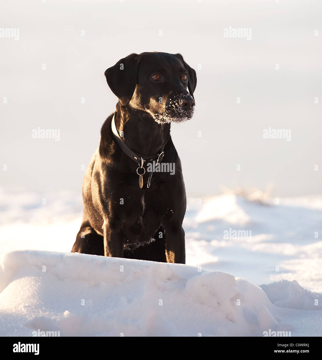 Black Lab Hunting High Resolution Stock Photography and Images - Alamy