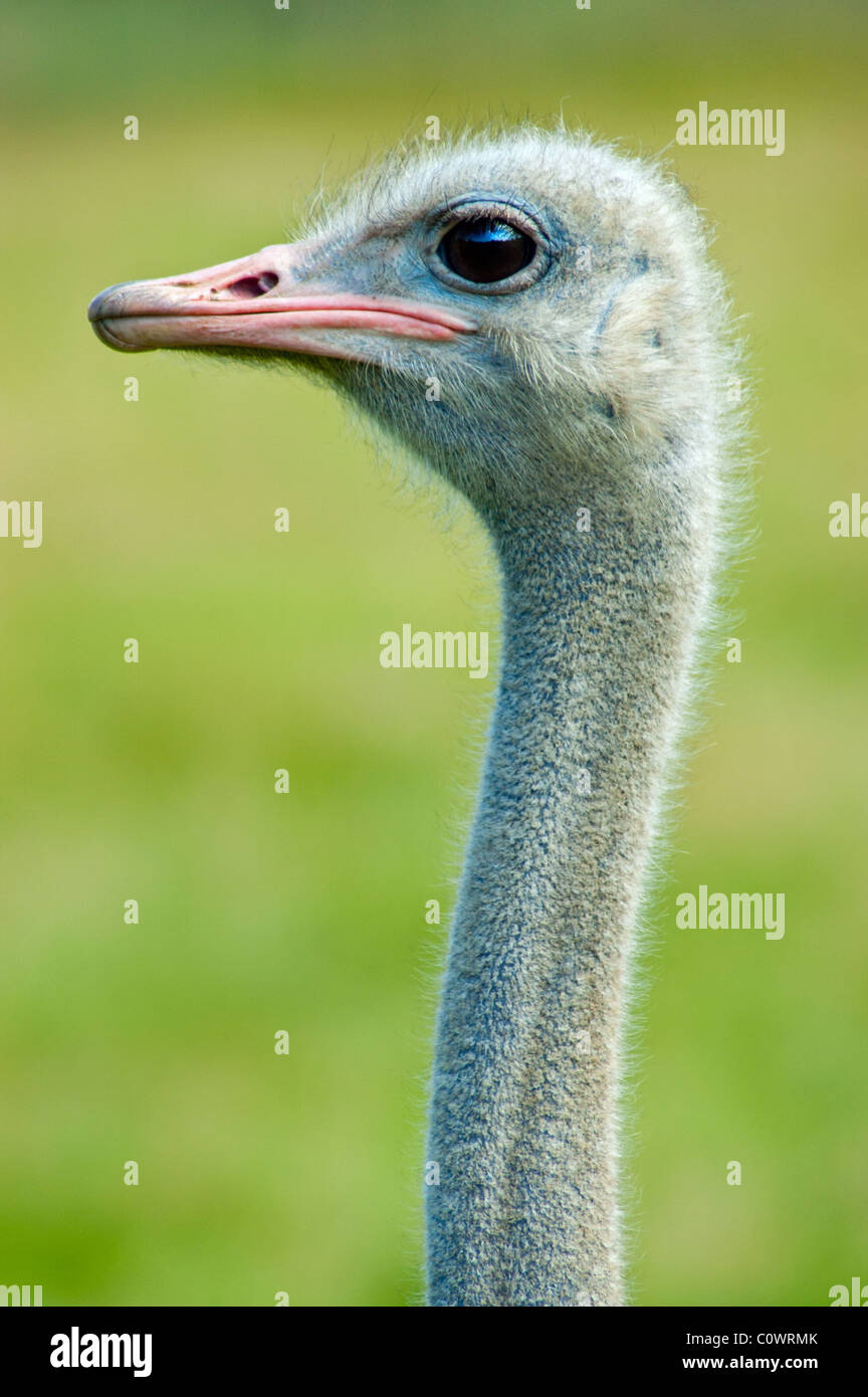 Blue necked ostrich Stock Photo - Alamy