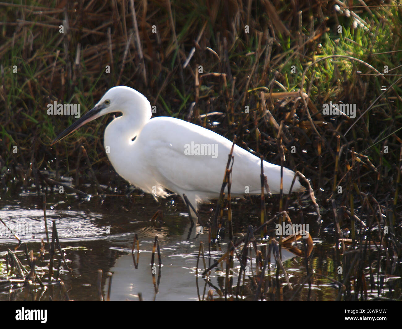 Little Egret, Egretta garzetta, UK Stock Photo - Alamy