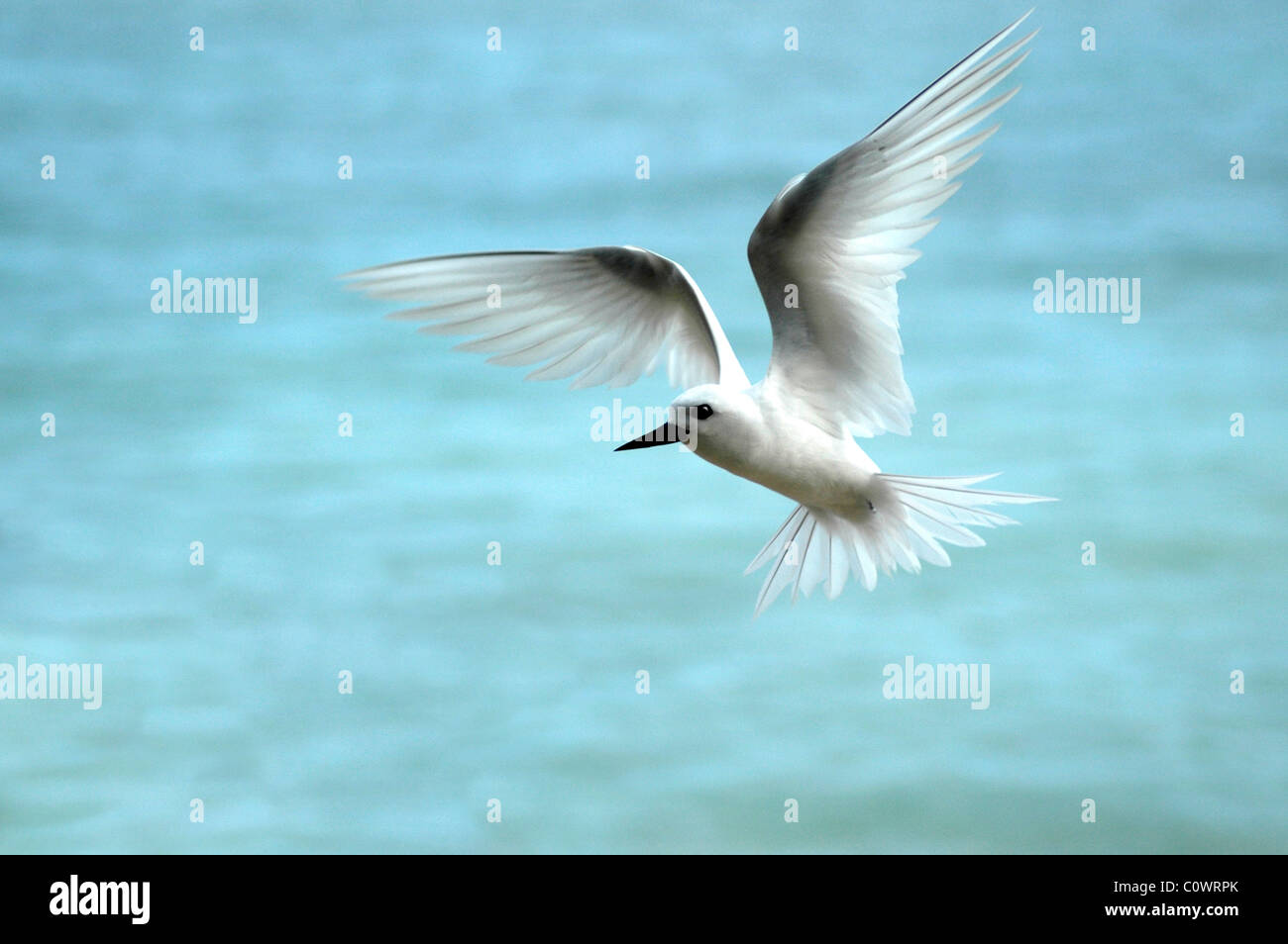 Fairy Tern in the Seychelles Stock Photo - Alamy