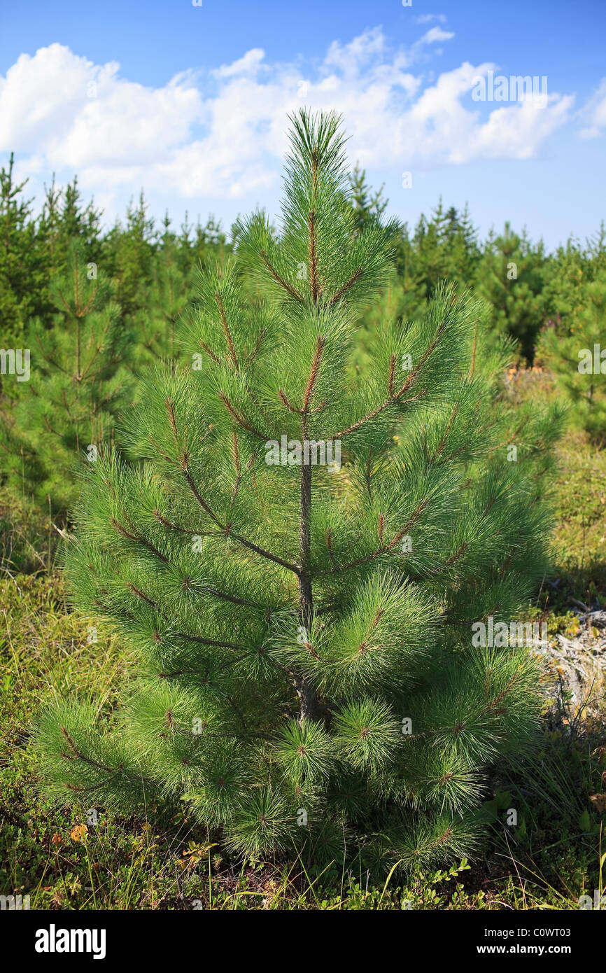 Young Fir trees, Grand Beach Provincial Park, Manitoba, Canada Stock ...
