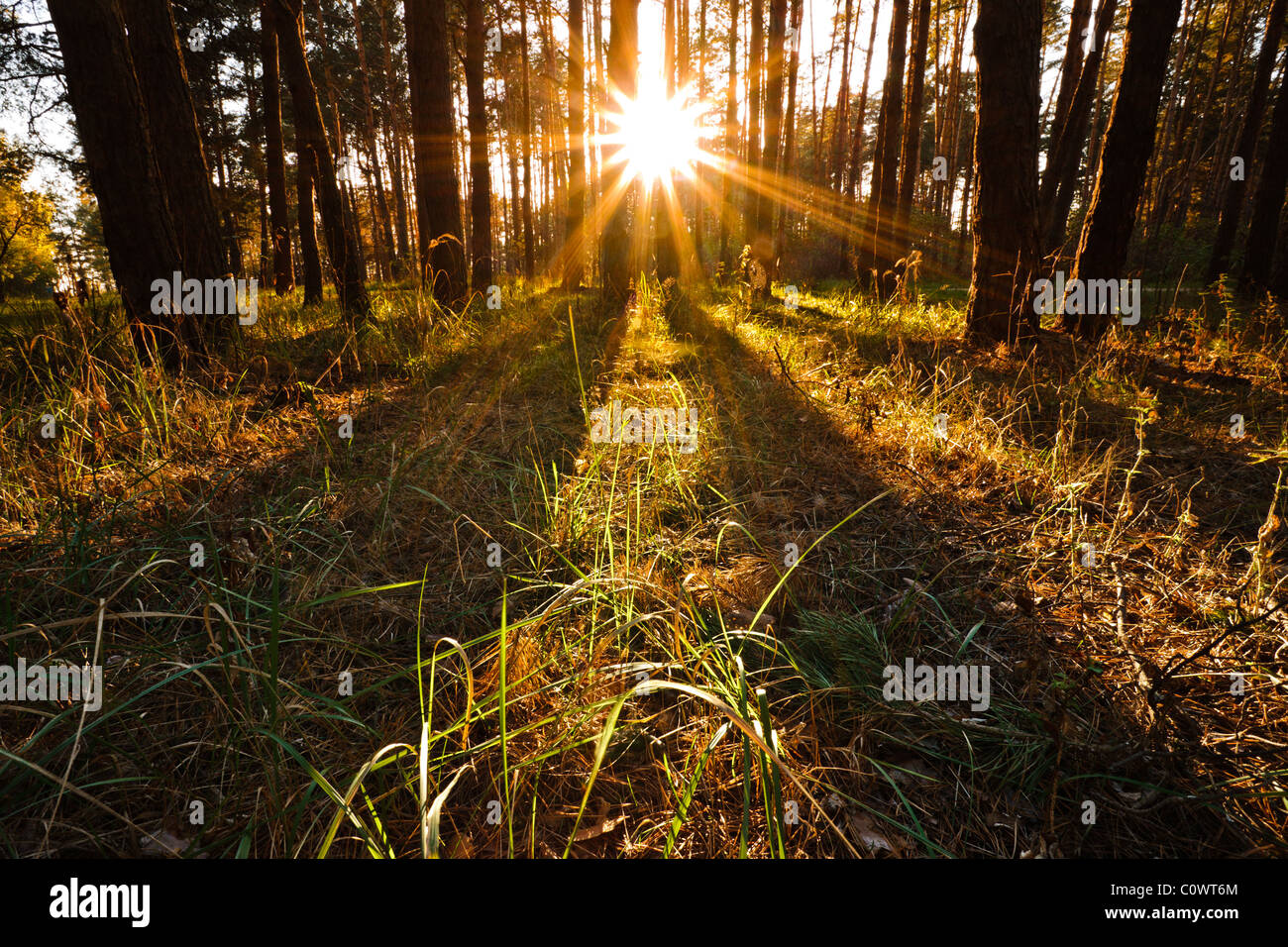 Sun shines behind trees in evening forest Stock Photo - Alamy