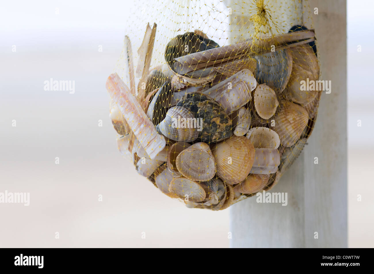 Hanging shells hi-res stock photography and images - Alamy